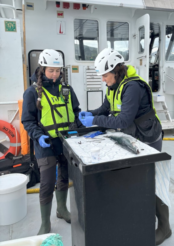 Meet the salmon doctors: Safeguarding fish health from fjord to lab