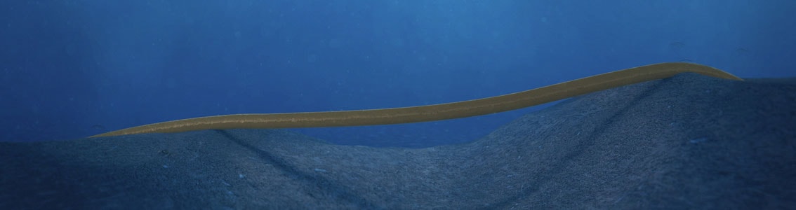 Digital free span assessment